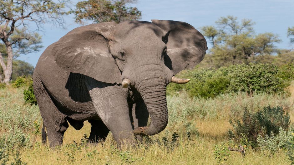 Elefante Africano, Guia de Fauna. RutaChile
